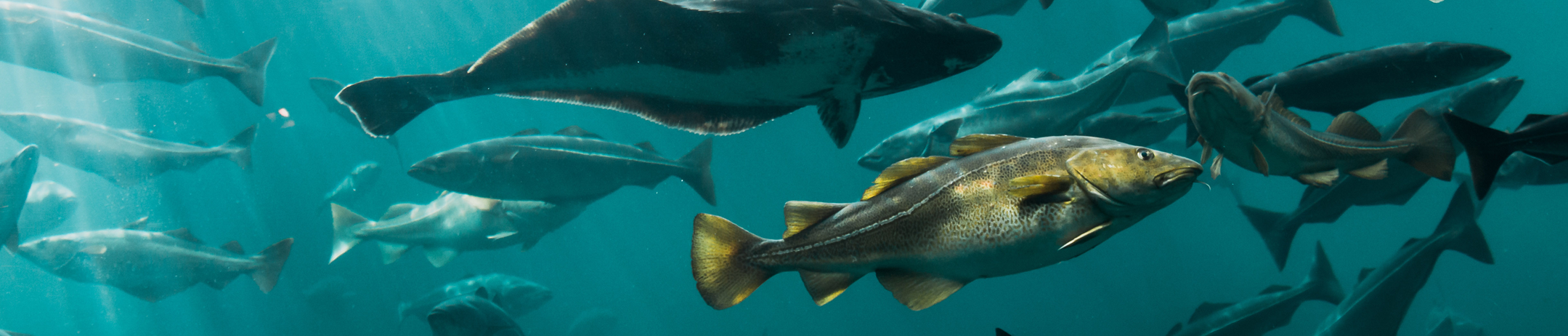 Journal of Northwest Atlantic Fishery Science